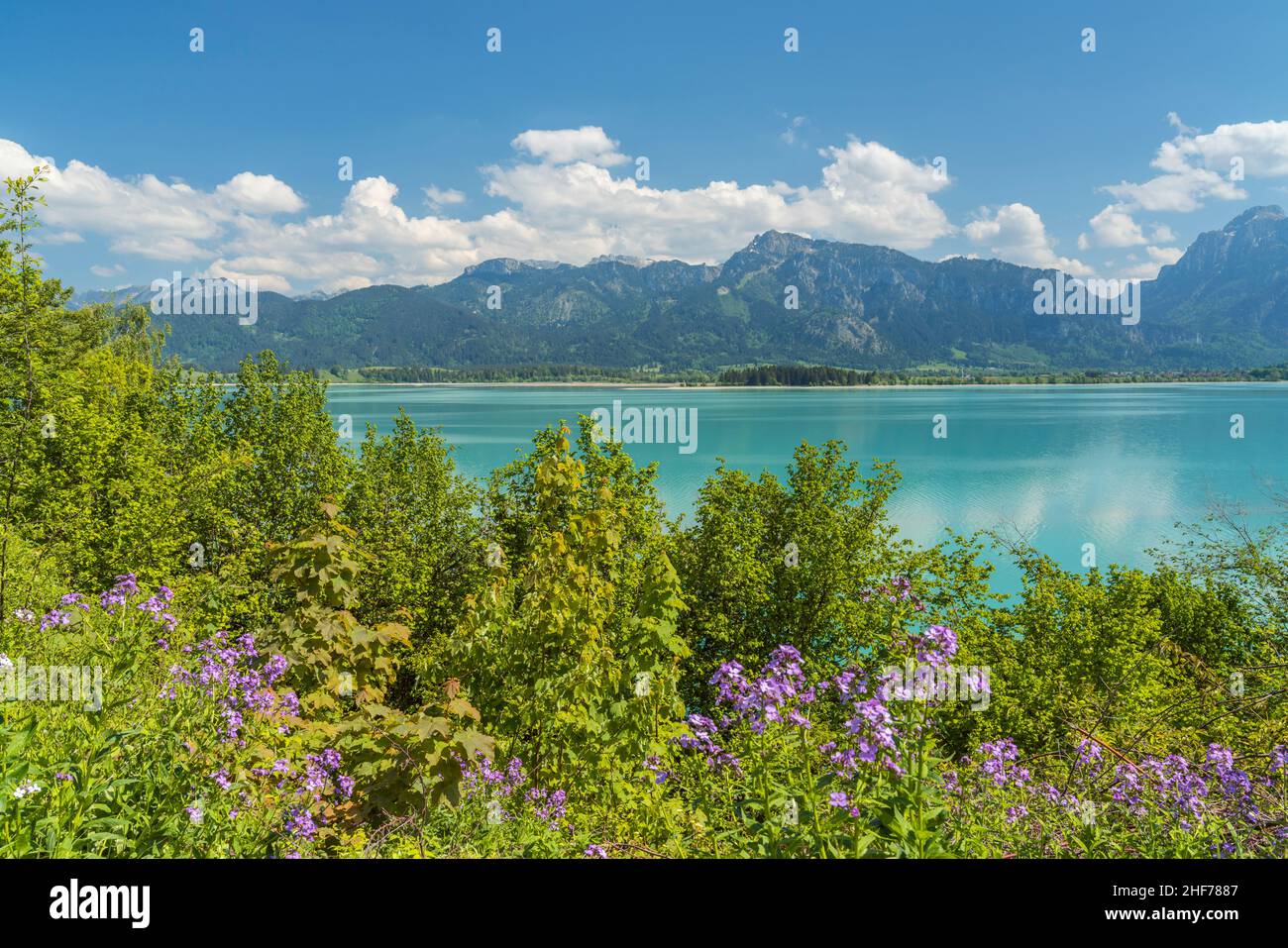 Forggensee in front of the ammergau alps hi-res stock photography and ...