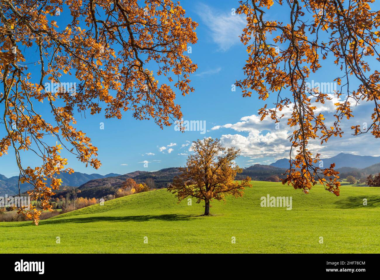 Oak tree with a view of the Bavarian Prealps, Habach, Upper Bavaria ...