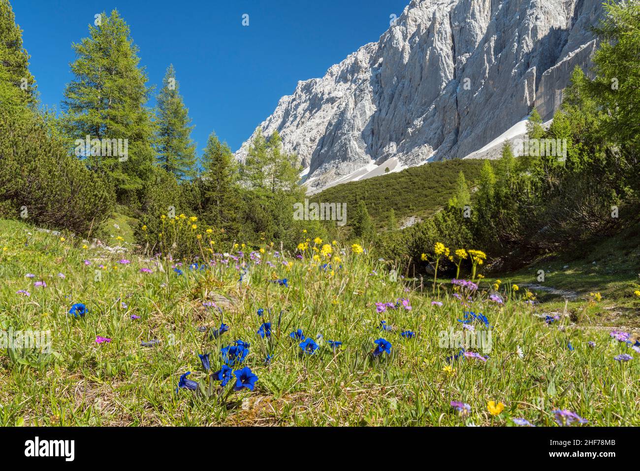Enzianwiese at hallerangerhaus in the karwendel mountains hi-res stock ...