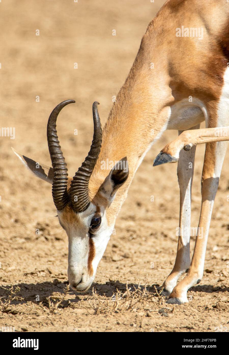 Springbok Ram at midden in the Kgalagadi Stock Photo - Alamy