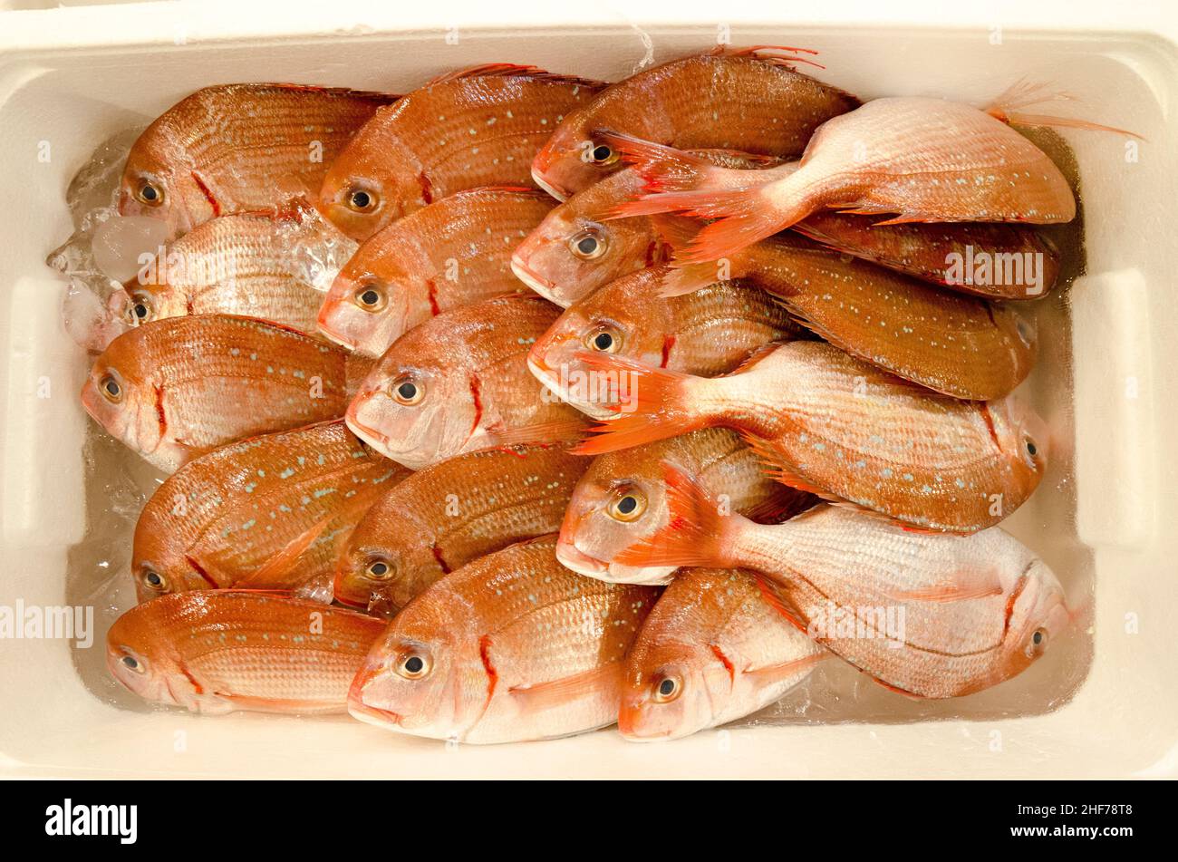 Prepared box of fresh red snapper to be sold at Tsukiji Market in Tokyo ...