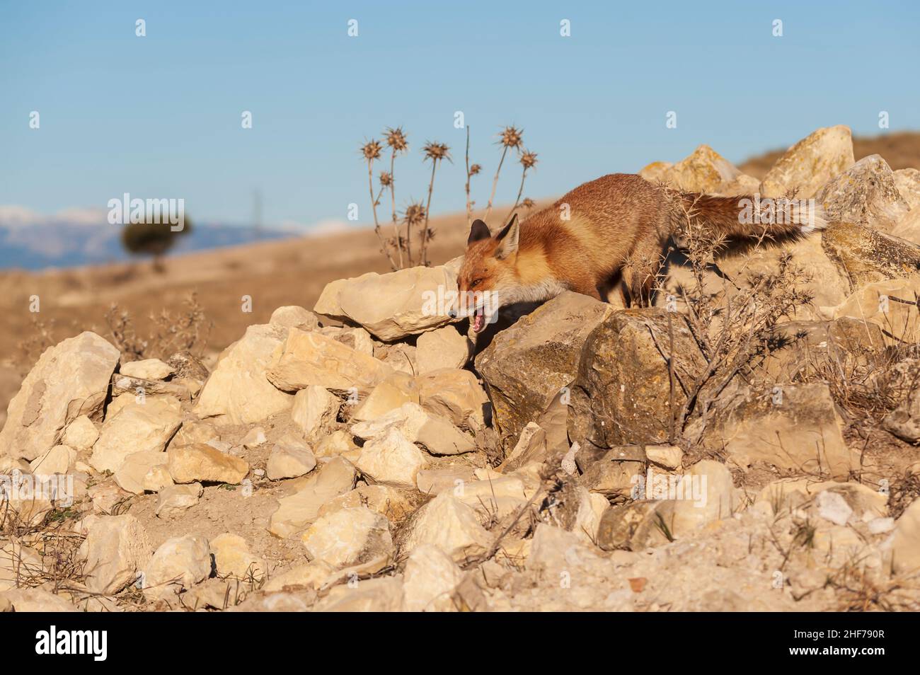 Fox sniffing in full freedom, suspicious and cunning Stock Photo - Alamy