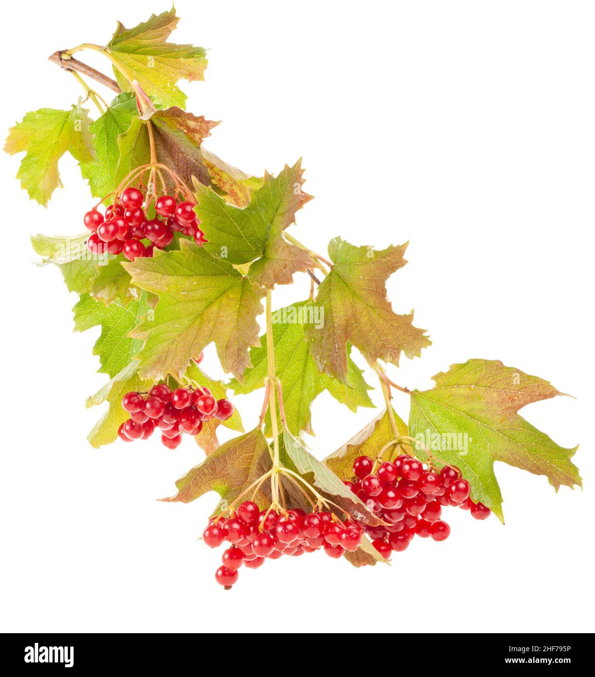 Green branch viburnum guelder rose hi-res stock photography and images ...