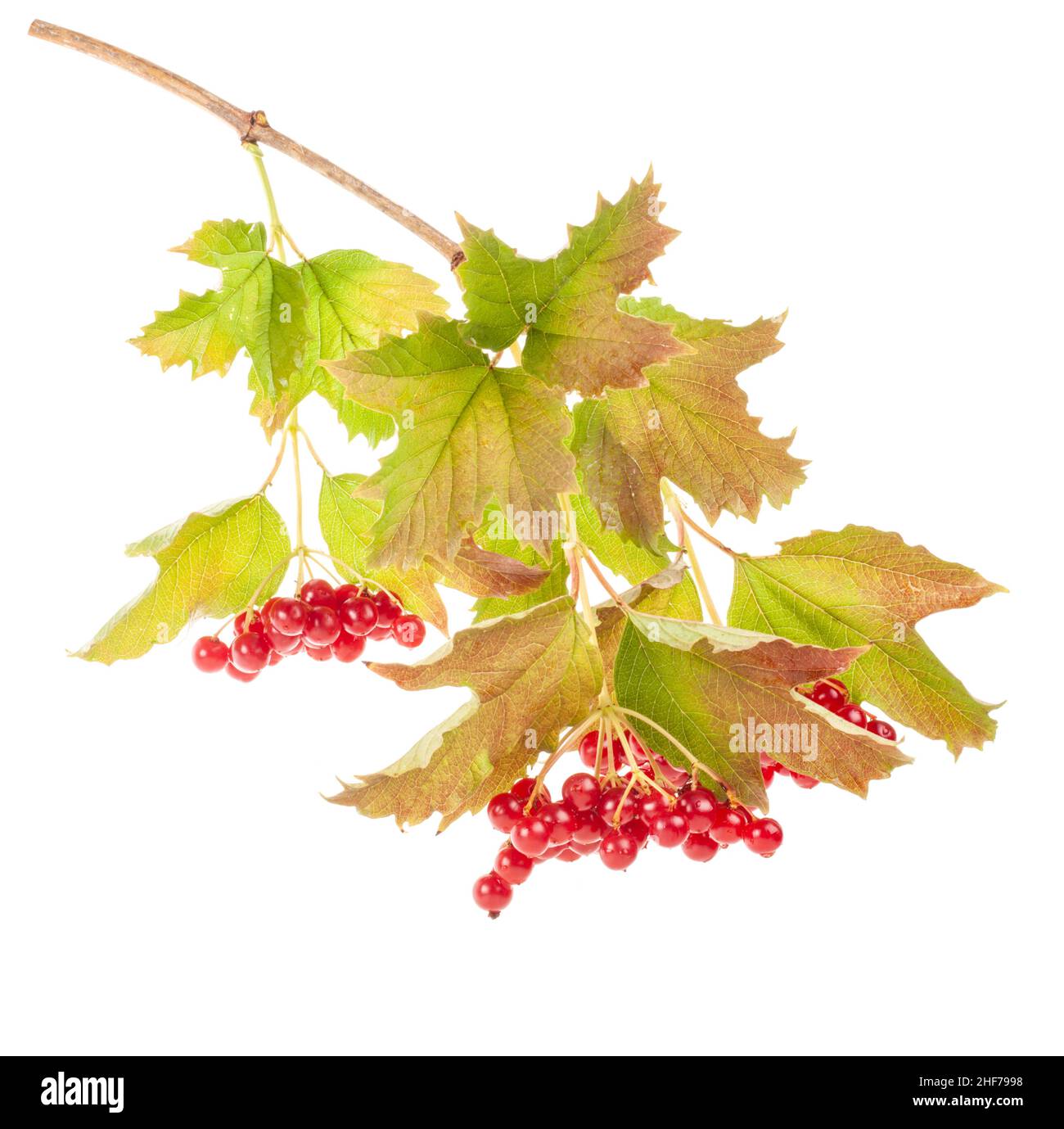 Green branch viburnum guelder rose hi-res stock photography and images ...