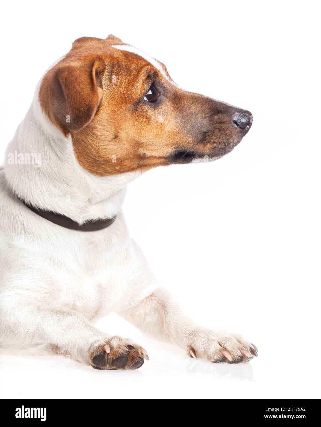 French jack russell dog hi-res stock photography and images - Alamy
