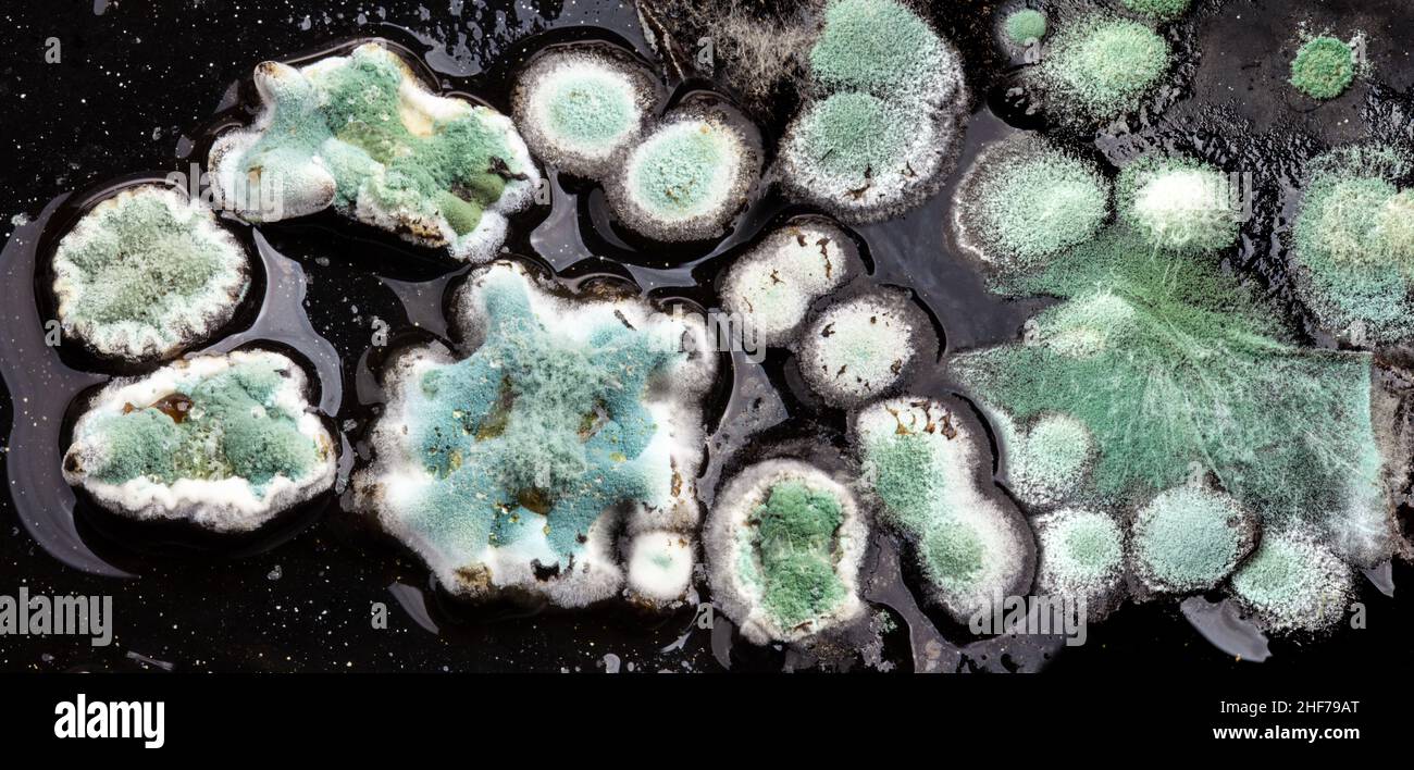 Blue fungal mold hi-res stock photography and images - Alamy