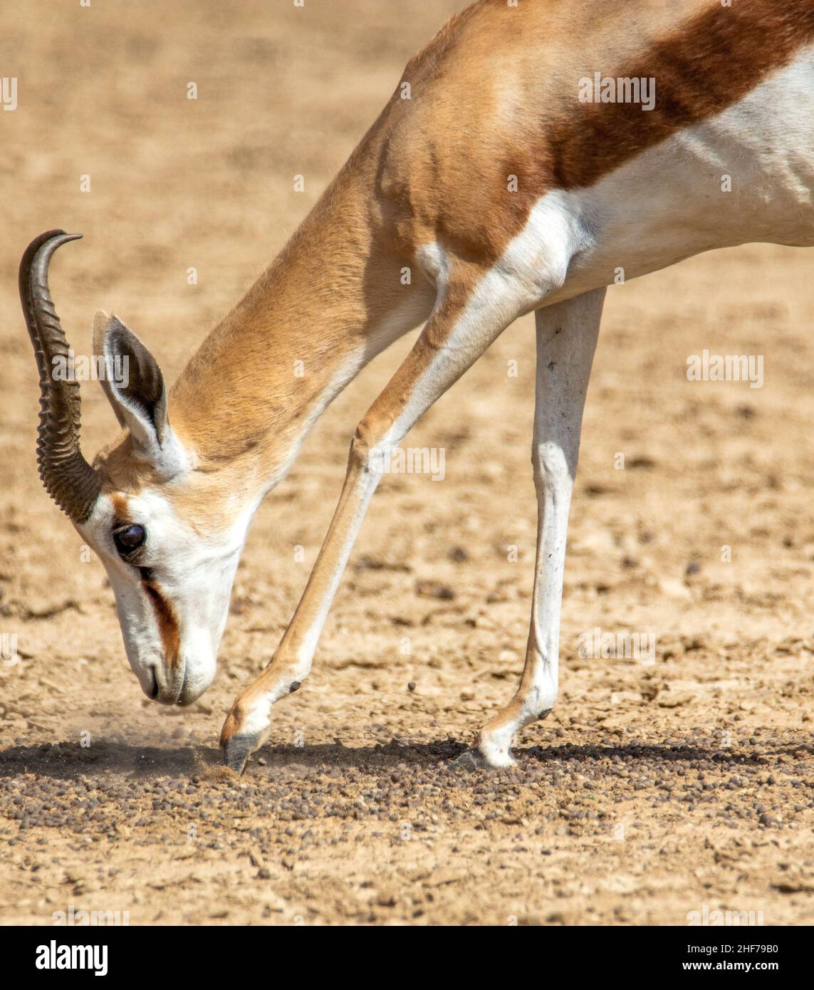 Springbok Ram at midden in the Kgalagadi Stock Photo - Alamy