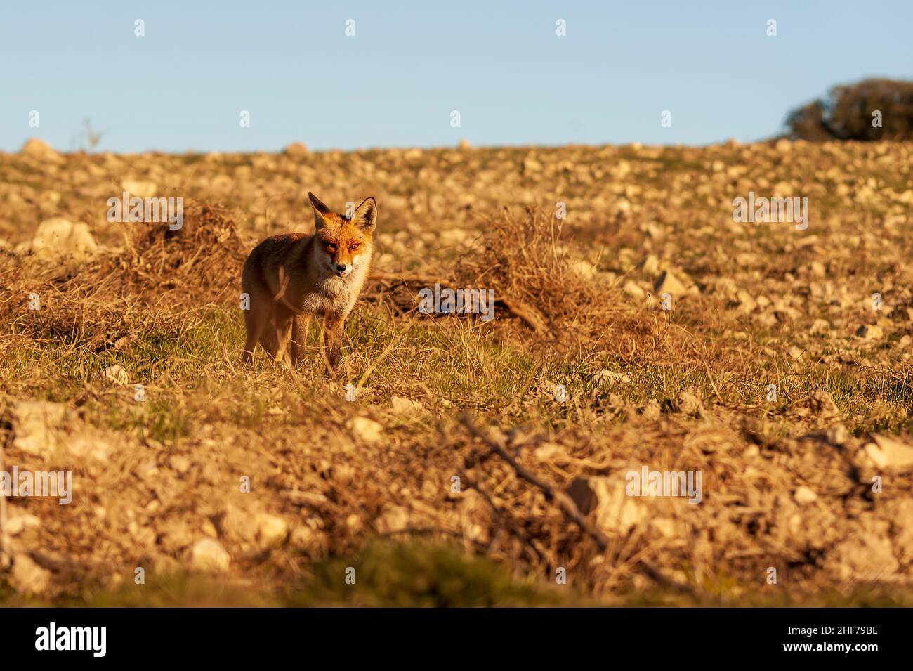 Fox sniffing in full freedom, suspicious and cunning Stock Photo - Alamy