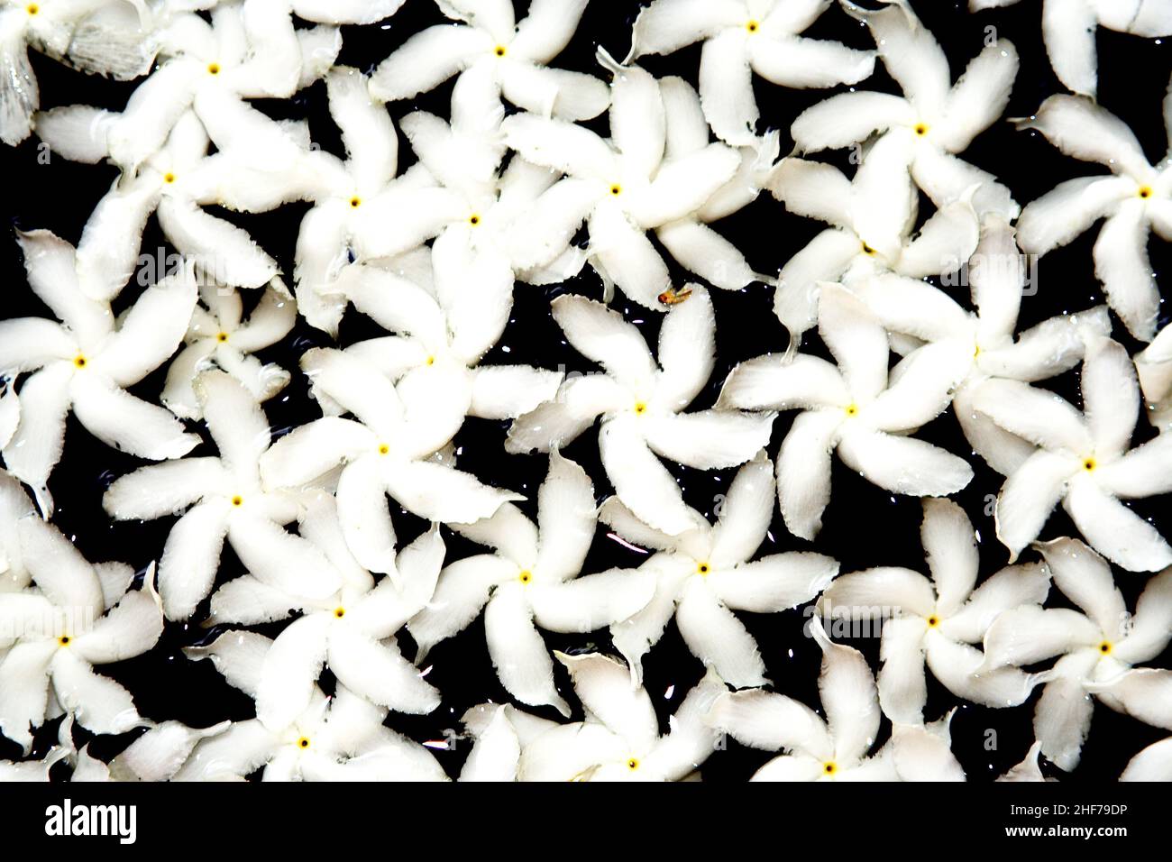 Frangipani tropical flowers from deciduous tree, plumeria Stock Photo ...