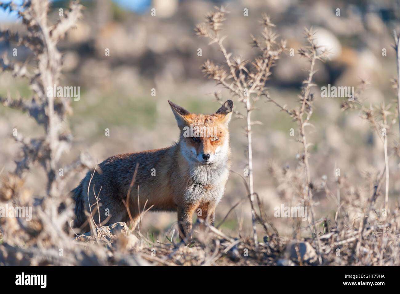 Fox sniffing in full freedom, suspicious and cunning Stock Photo - Alamy
