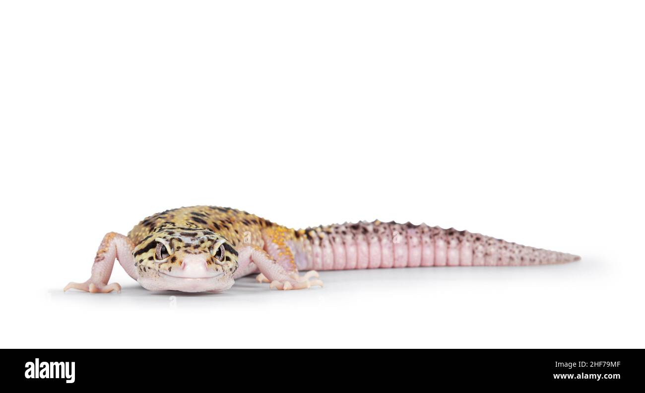 Beautiful Mack Snow Eclipse colored Eublepharis macularius or Leopard ...