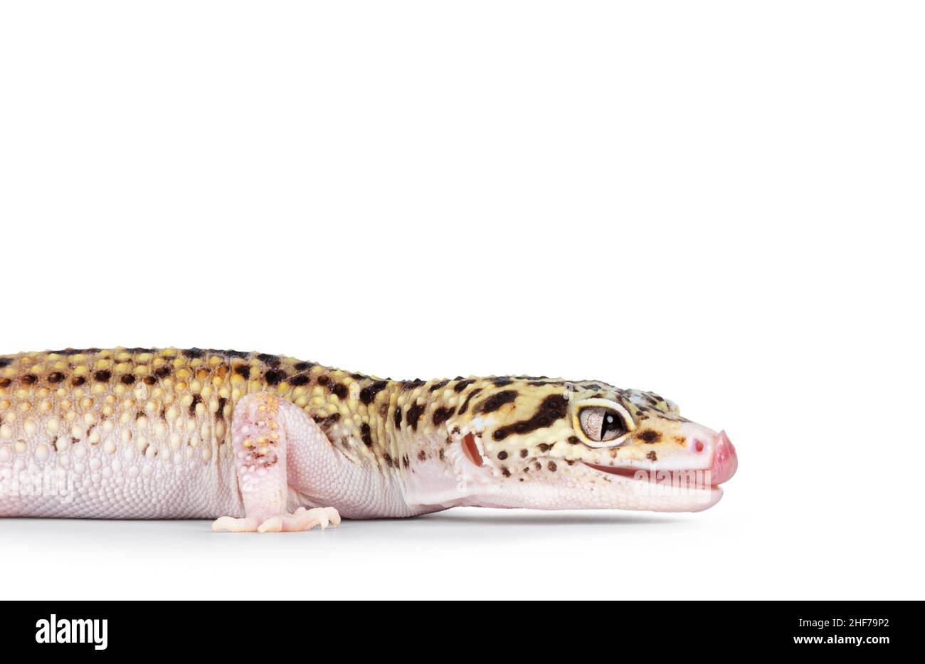 Head shot of beautiful Mack Snow Eclipse colored Eublepharis macularius ...