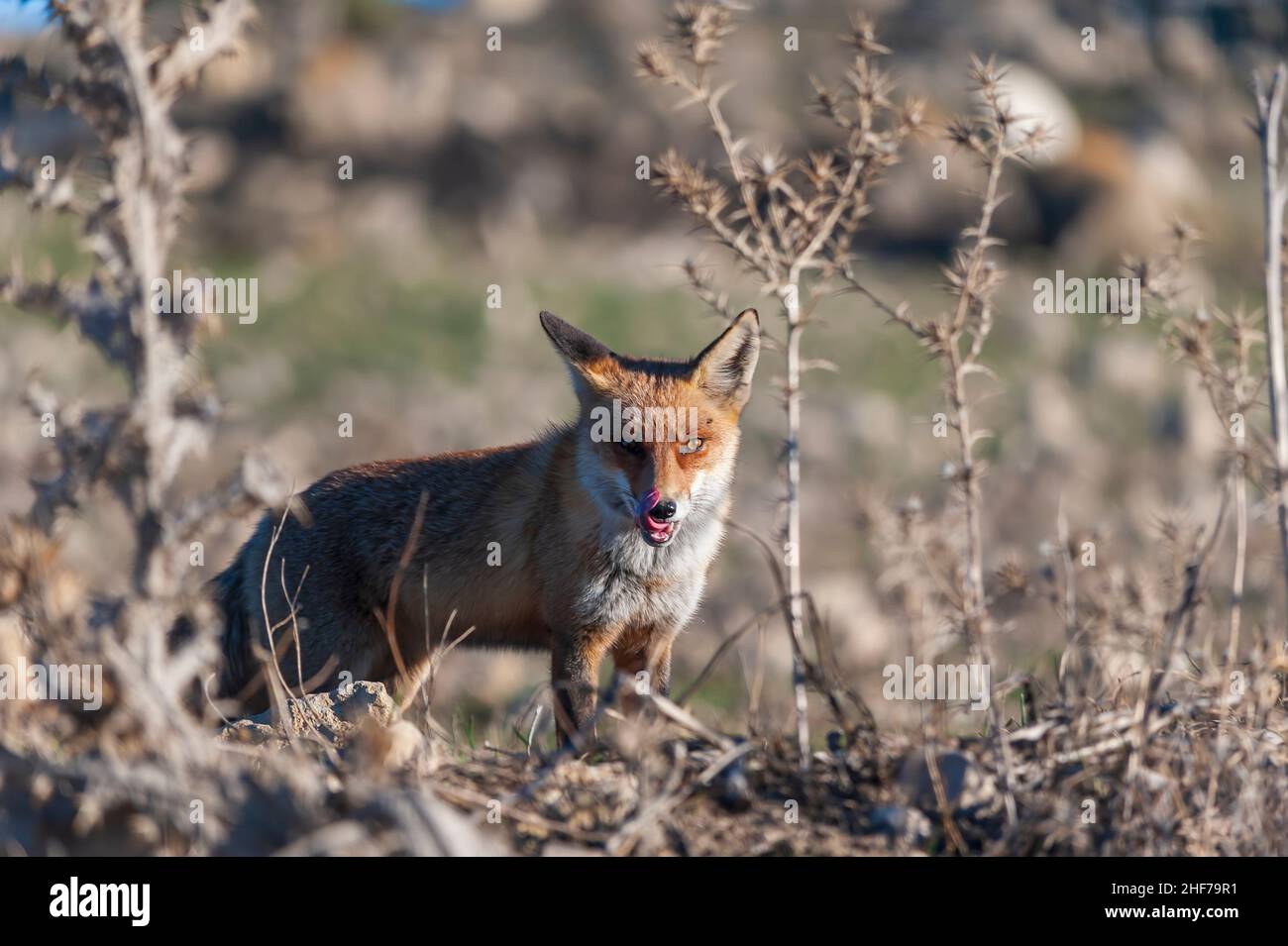 Fox sniffing in full freedom, suspicious and cunning Stock Photo - Alamy