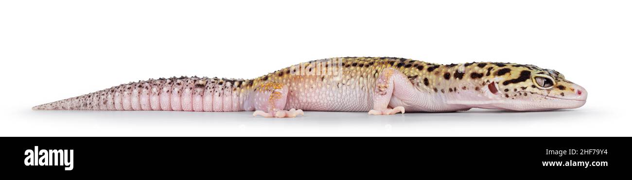 Beautiful Mack Snow Eclipse colored Eublepharis macularius or Leopard ...