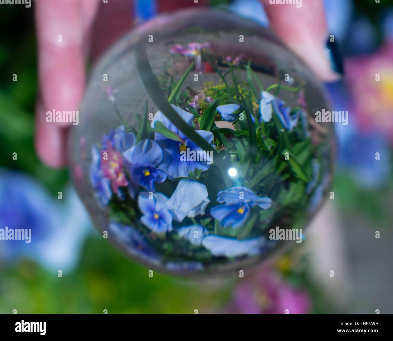 Beautiful bouquet of flowers in purple, pink and blue through a glass ...
