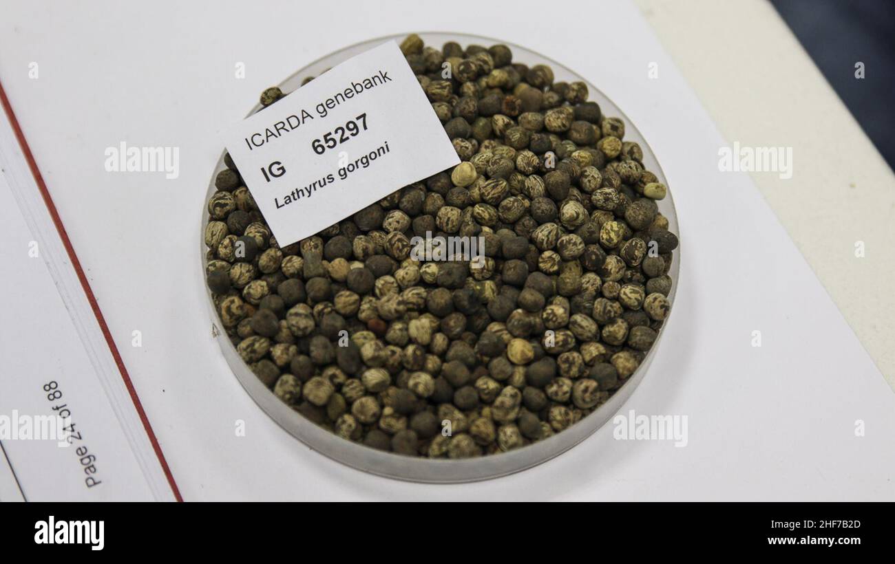 SeedThe seeds at the International Center for Agricultural Research in ...