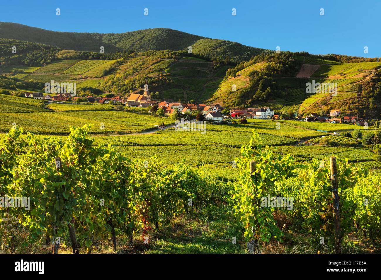 Rodern, vineyards, Alsace, Alsace Wine Route, Grand Est, France Stock ...