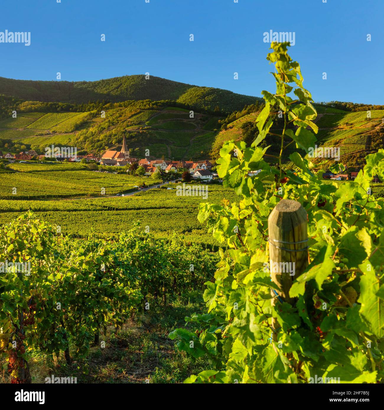 Rodern, vineyards, Alsace, Alsace Wine Route, Grand Est, France Stock ...