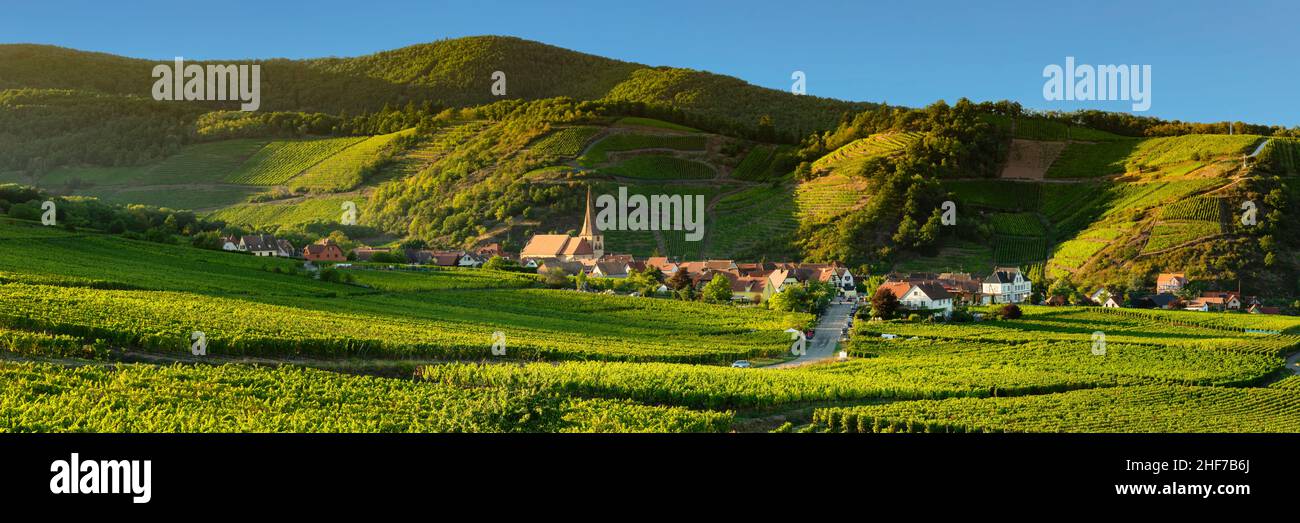 Rodern, vineyards, Alsace, Alsace Wine Route, Grand Est, France Stock ...
