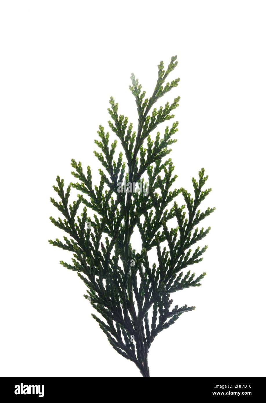 The branch of Thuja is Western. Medicinal plant. Isolated on a white ...