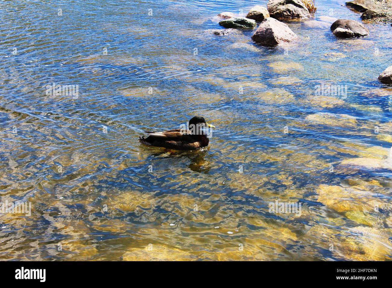 A lone duck in a shallow pond Stock Photo - Alamy