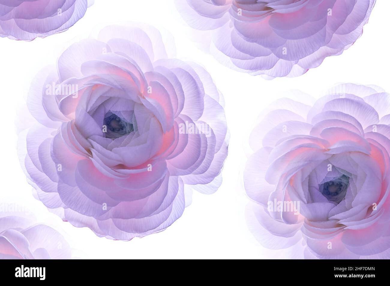 A large purple ranunculus flower on a white background.Isolated Asian ...