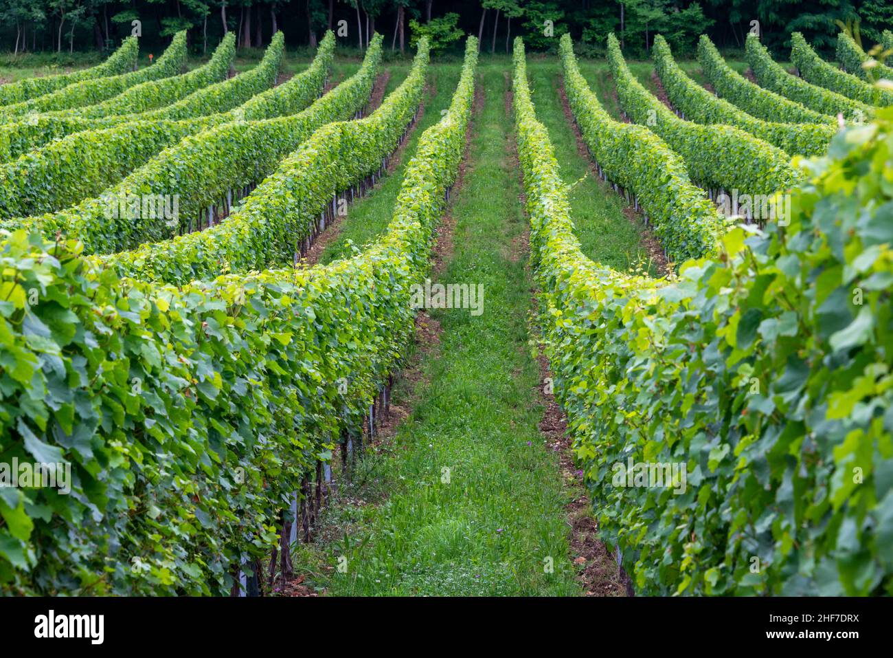 Regina grape hi-res stock photography and images - Alamy