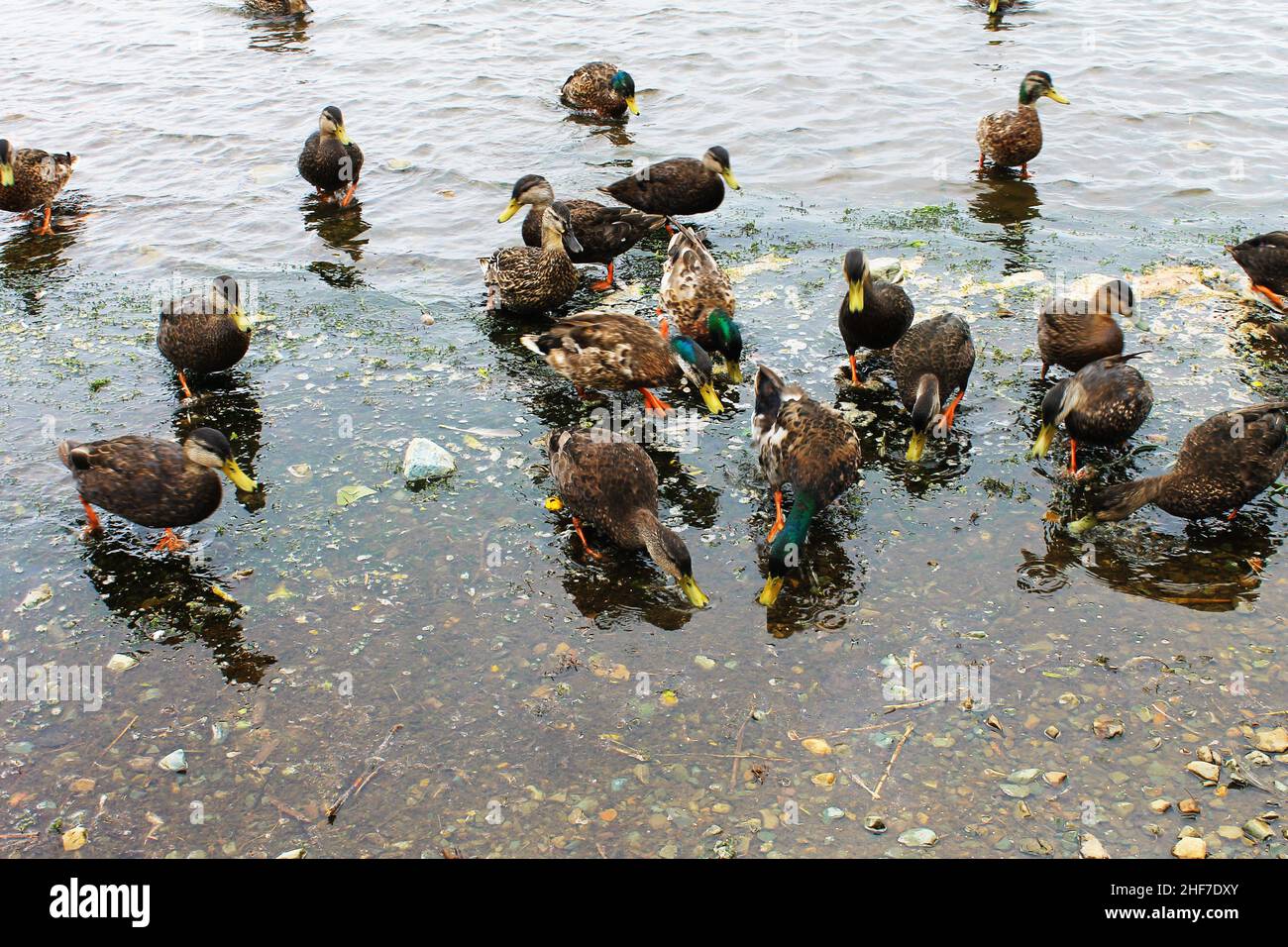 Ducks eating bird seed at the edge of a pond Stock Photo - Alamy