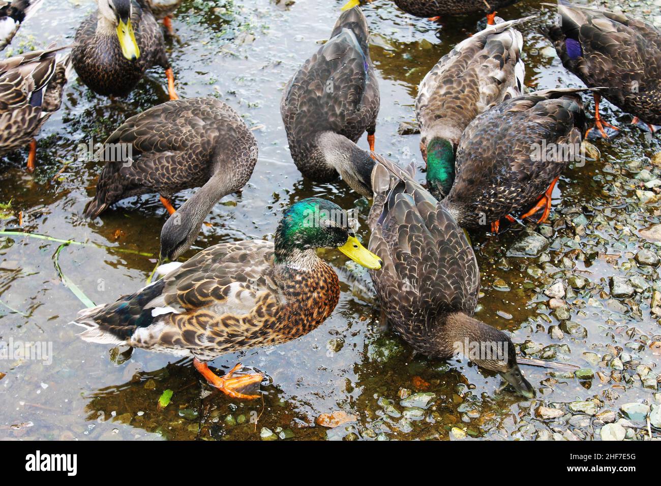 Eating bird seed hi-res stock photography and images - Alamy