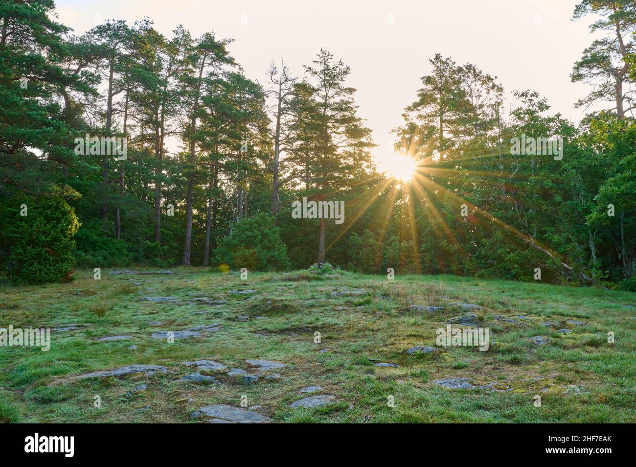 Sweden summer forest hi-res stock photography and images - Alamy