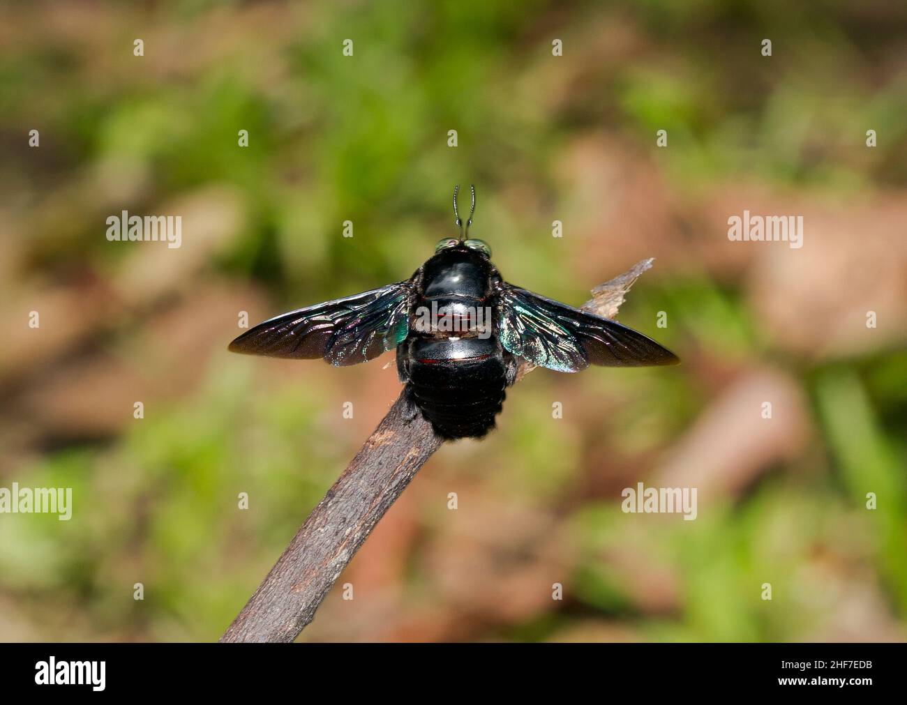 Wood bee, (Xylocopa latipes), Kinabatangan River, Sabah, Borneo ...