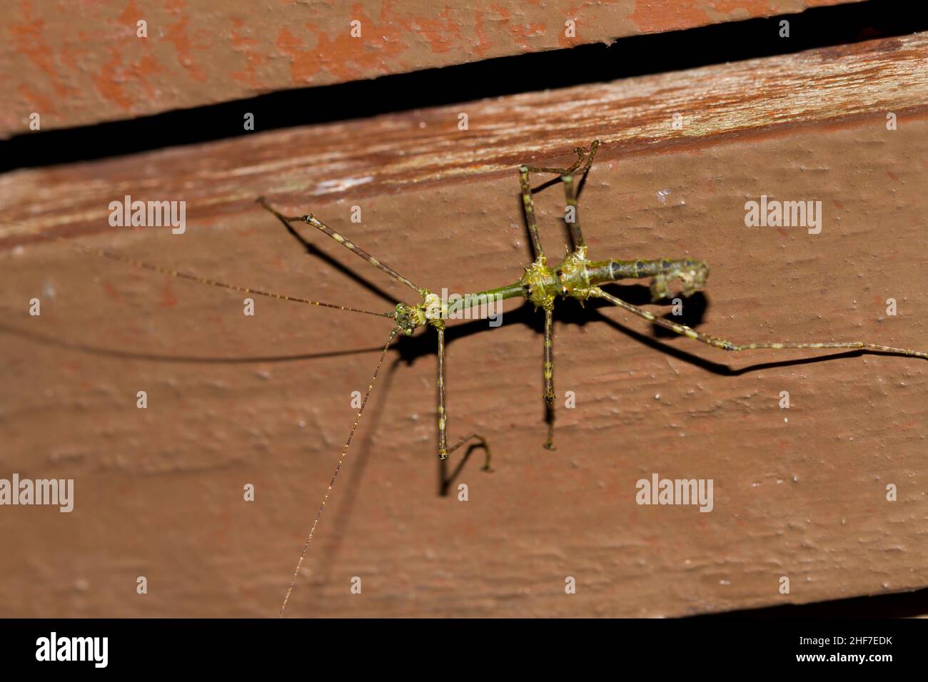 Phantoms or phasmids, (Phasmida, Calvisia sp.), Kinabalu National Park ...