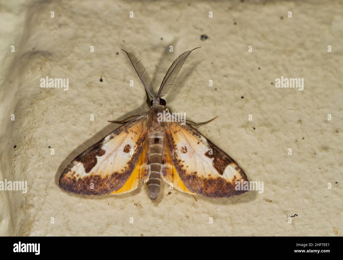 Talanga sp hi-res stock photography and images - Alamy