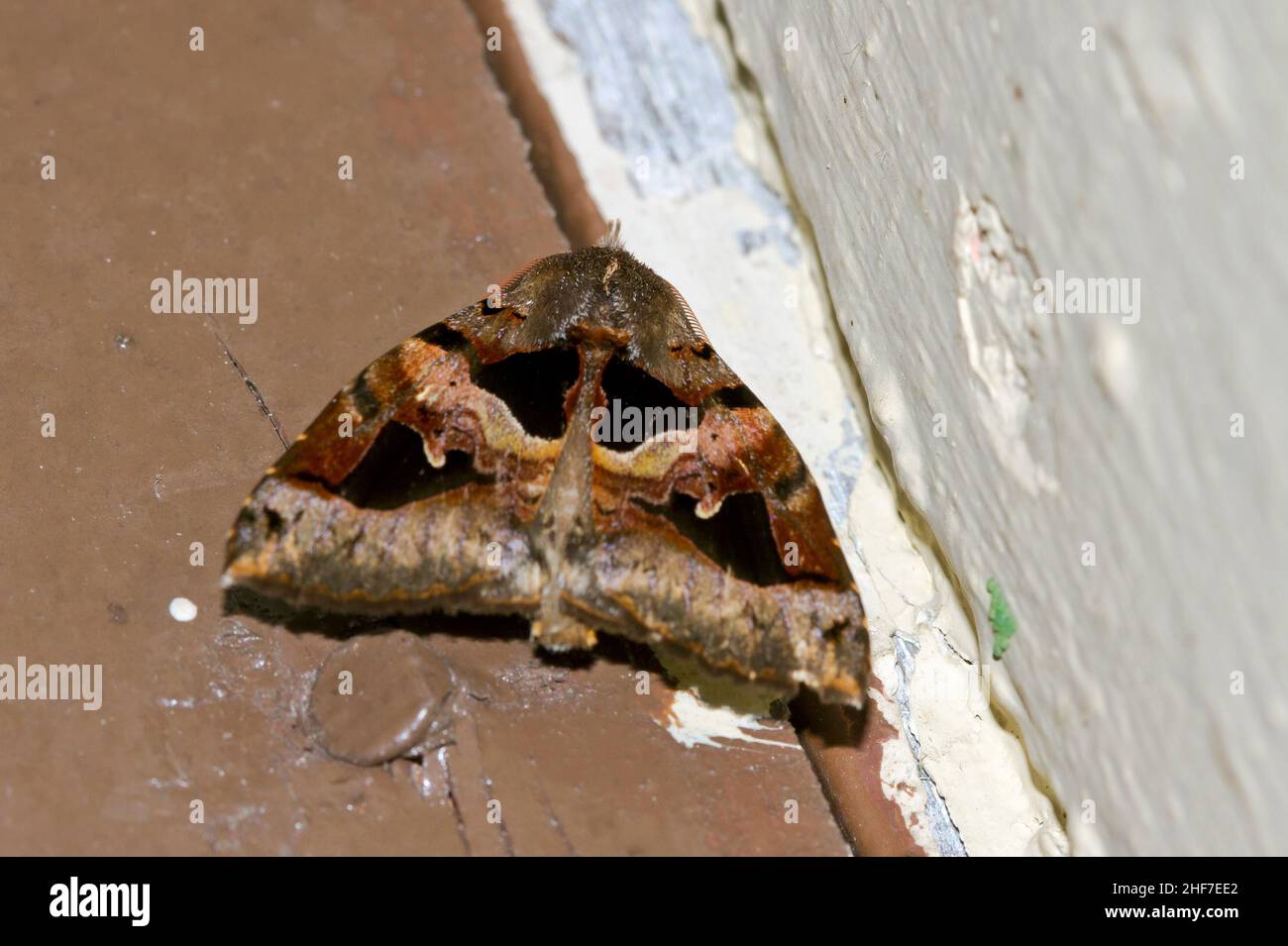 Moth, (Cyclodes omma), Kinabalu National Park, Sabah, Borneo, Malaysia ...