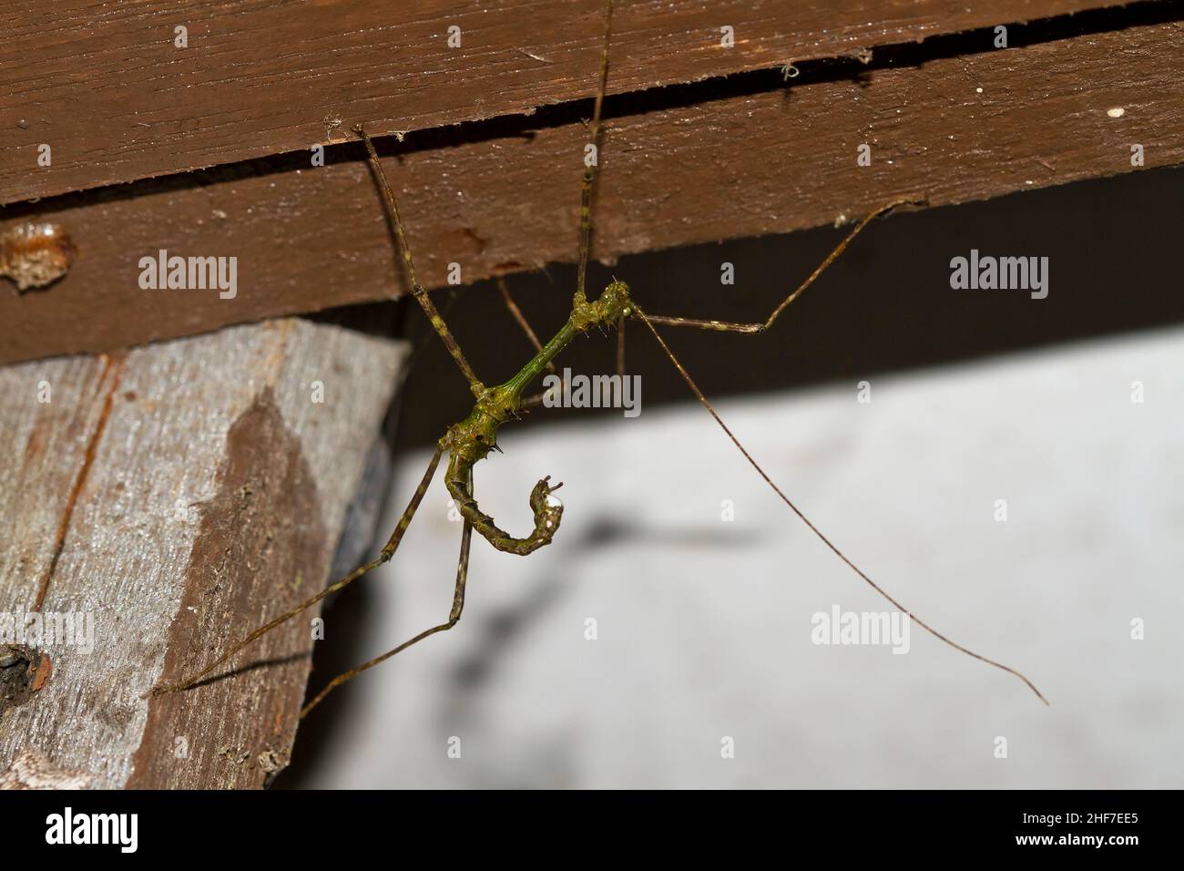 Phantoms or phasmids, (Phasmida, Calvisia sp.), Kinabalu National Park ...