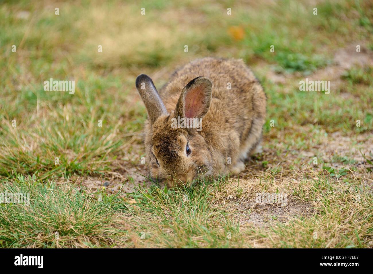 Wild rabbit, Oryctolagus cuniculus, summer, campsite, Sweden Stock ...