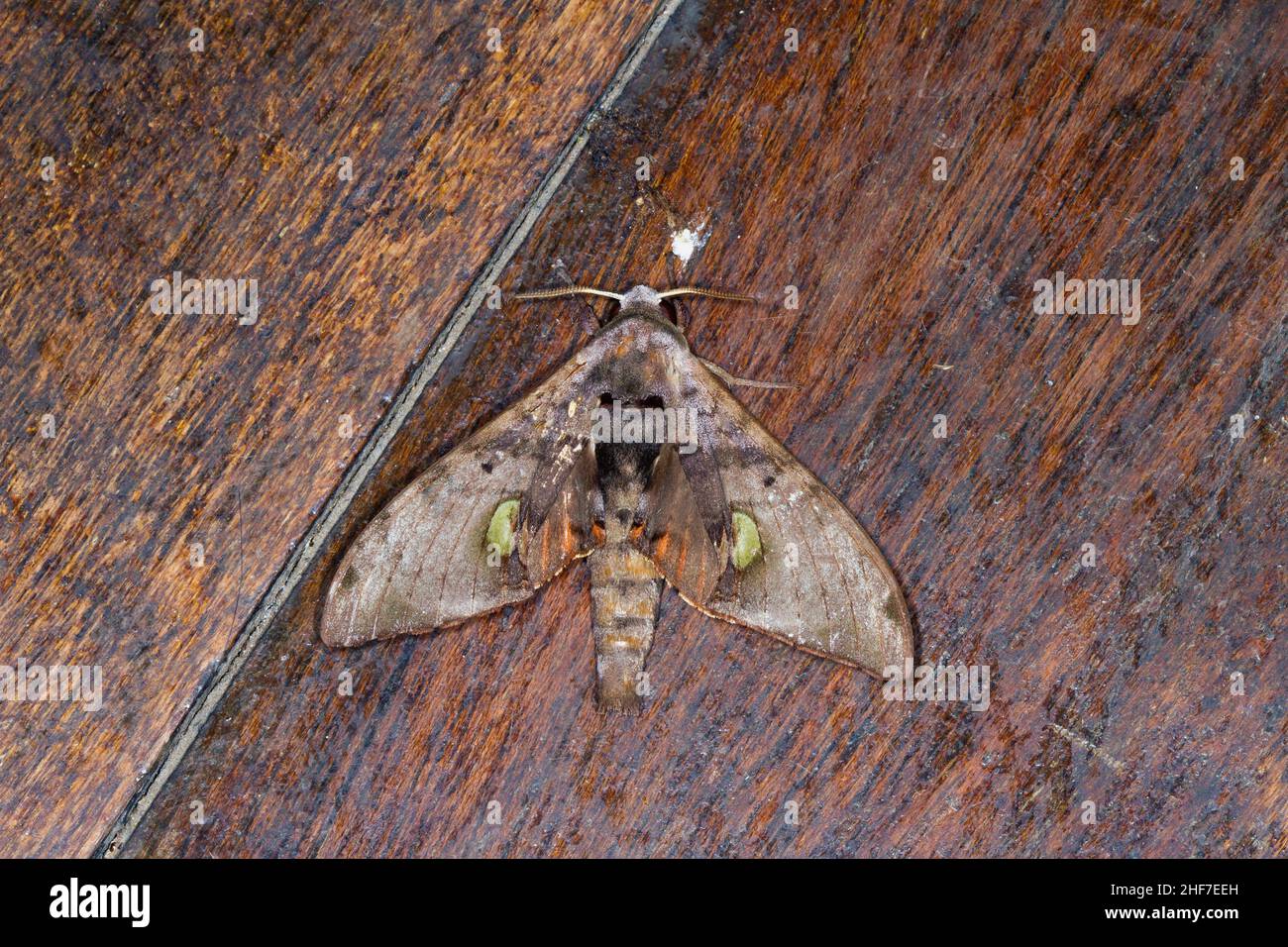 Durian Hawk-moth, (Daphnusa ocellaris, Sphingidae), Kinabatangan River ...