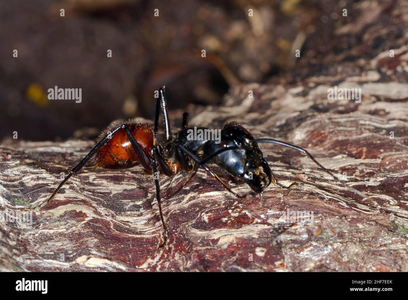Common ant, (Dinomyrmex / Camponotus gigas), Sepilok, Sabah, Borneo ...