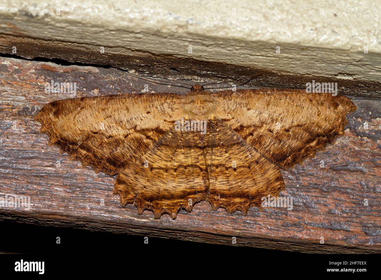 Spanner moth, (Geometridae sp.), Kinabalu National Park, Sabah, Borneo ...