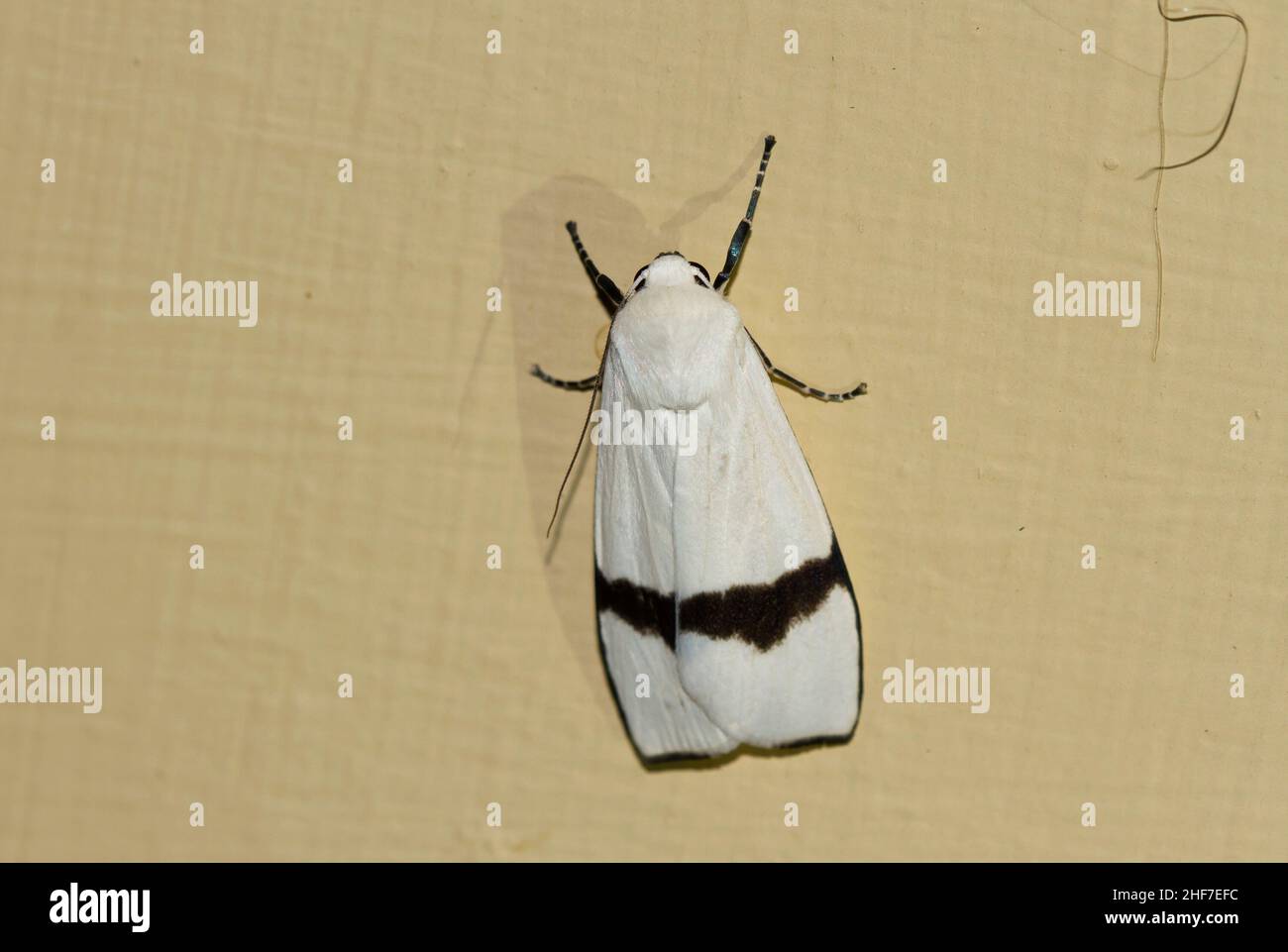 Moth, male, (Vamuna Remelana Moore), Kinabalu National Park, Sabah ...