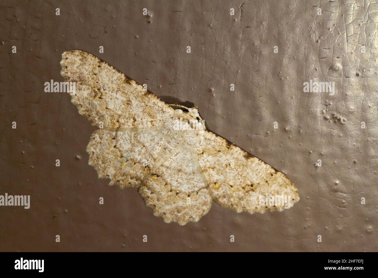 Spanner Moth, (Amraica solivagari, Geometridae Ennominae Boarmiini ...