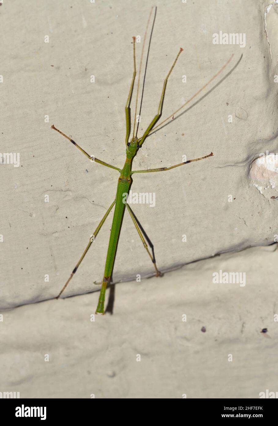Phantoms or phasmids, (Phasmida, Calvisia sp.), Kinabalu National Park ...