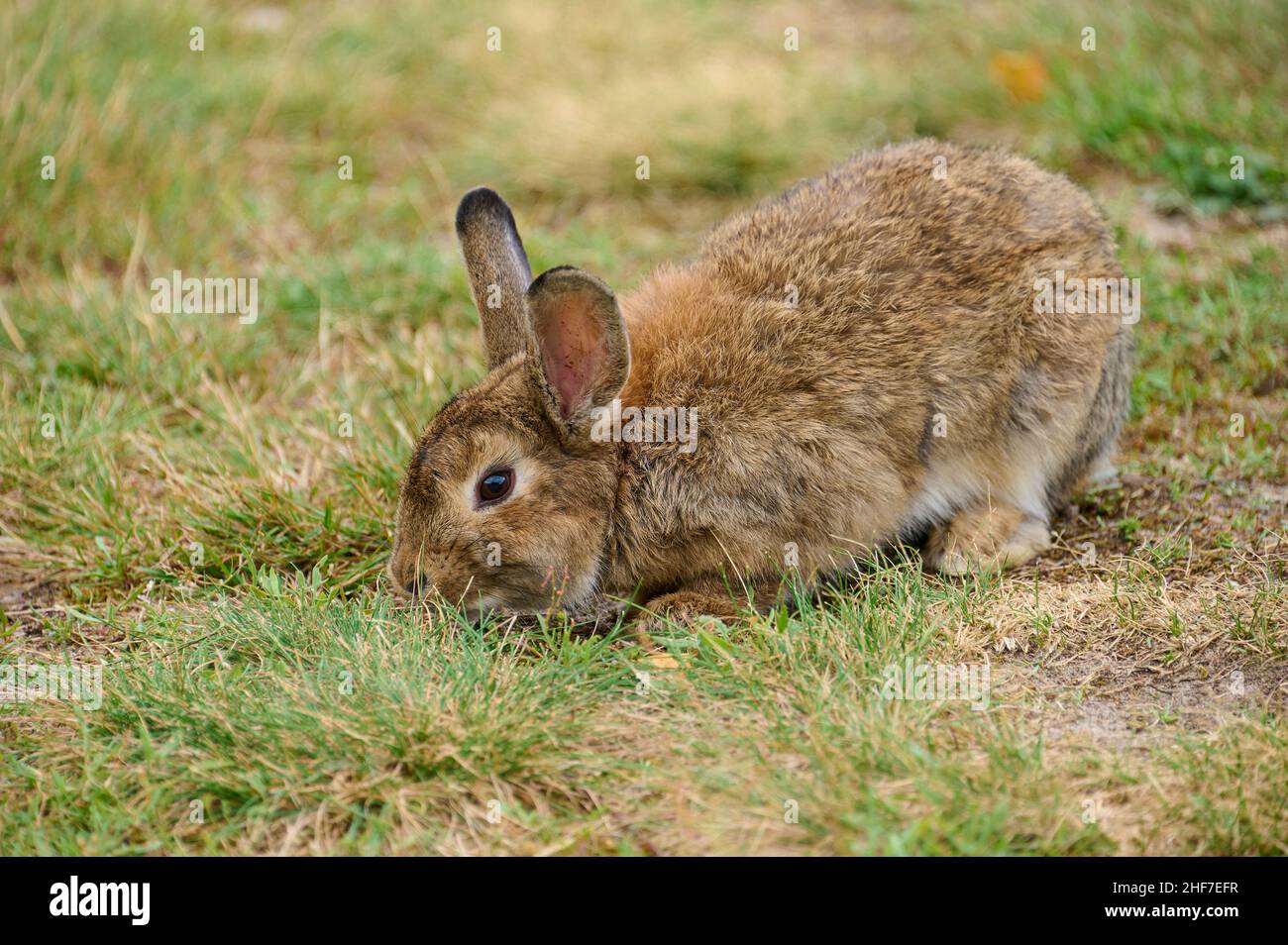 Wild rabbit, Oryctolagus cuniculus, summer, campsite, Sweden Stock ...