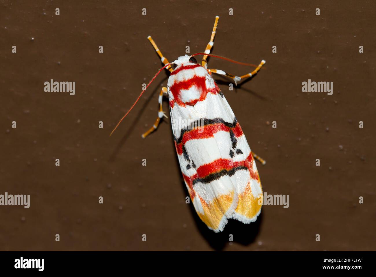 Cyana malayensis hi-res stock photography and images - Alamy