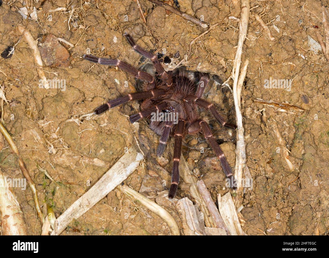 Tarantula (Ornithoctoninae sp. Borneo), Sabah, Borneo, Malaysia Stock ...