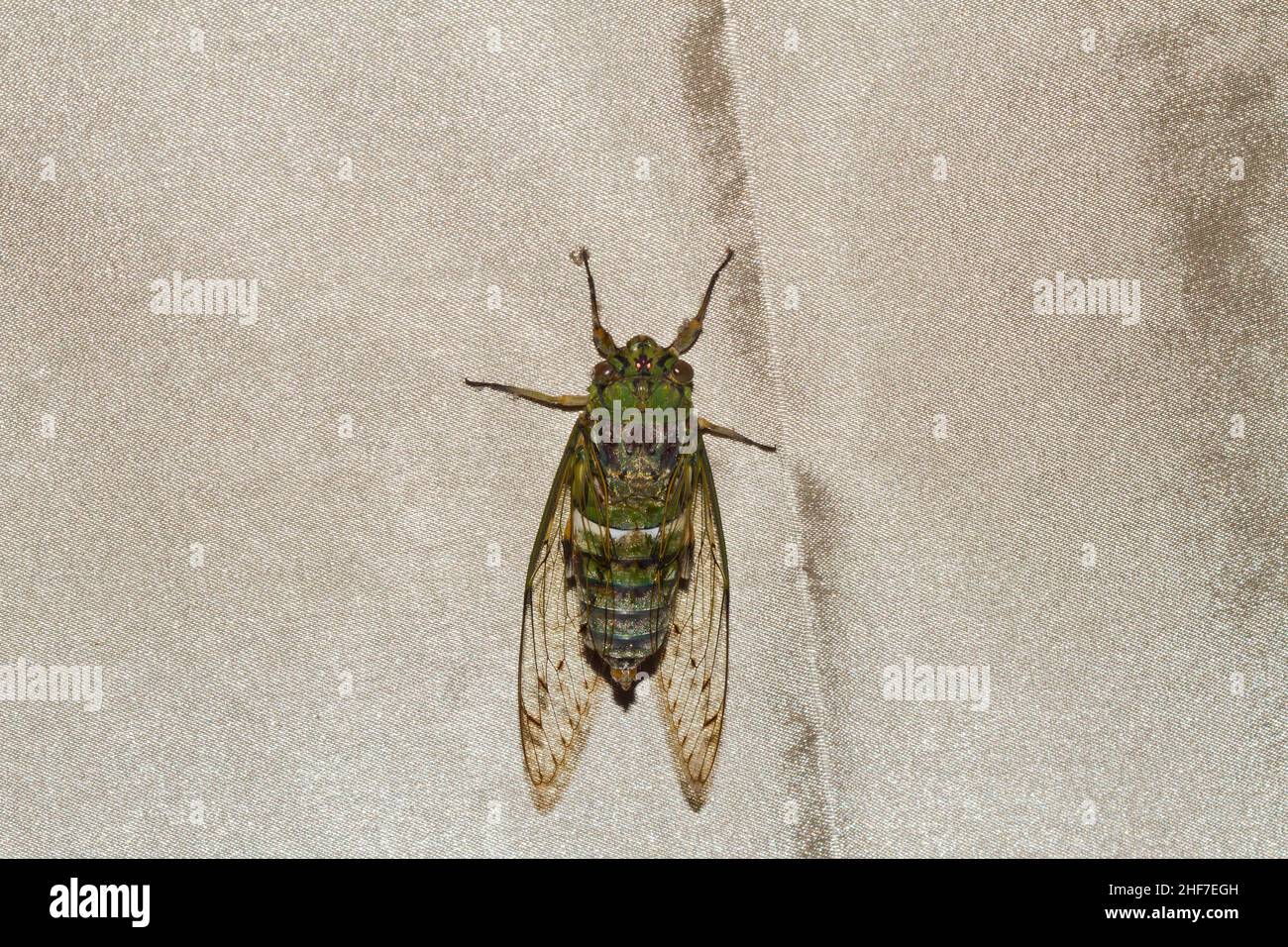 Pomponia merula hi-res stock photography and images - Alamy