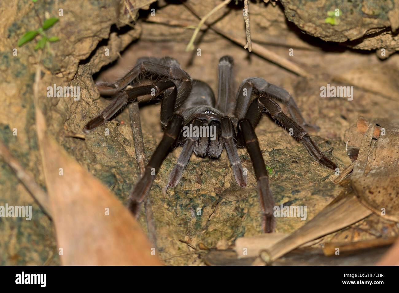 Tarantula Borneo Black, (Lampropelma sp.), Sepilok, Sabah, Borneo ...