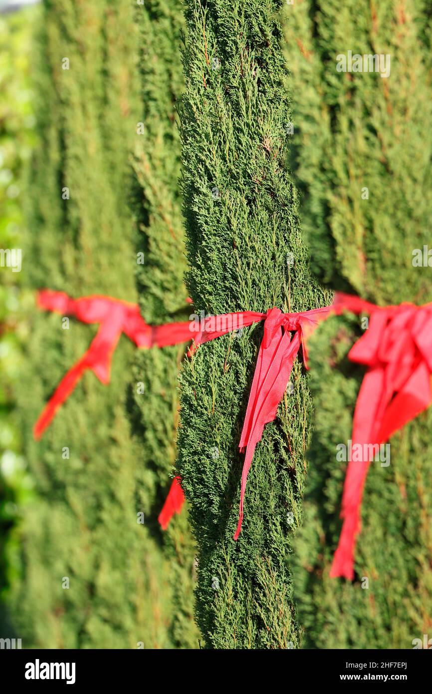 Red thuja hi-res stock photography and images - Alamy