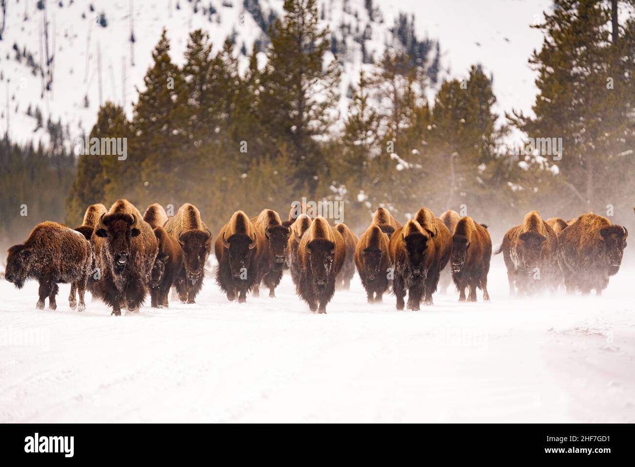 Ungulate herd animal hi-res stock photography and images - Alamy