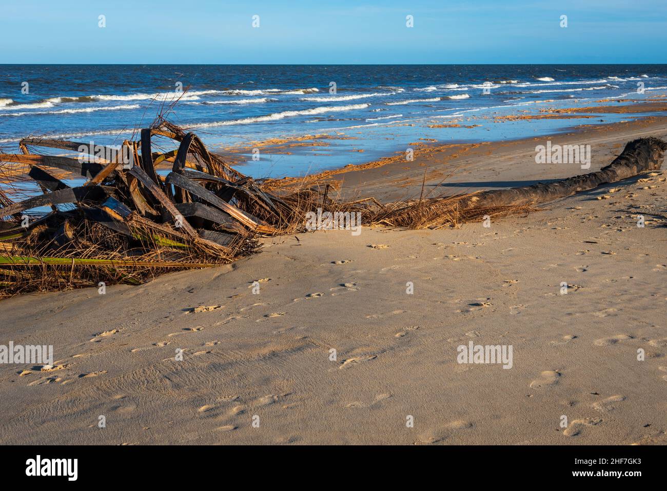 Dead coconut tree knocked down by a storm at Guaratiba Beach, Prado ...